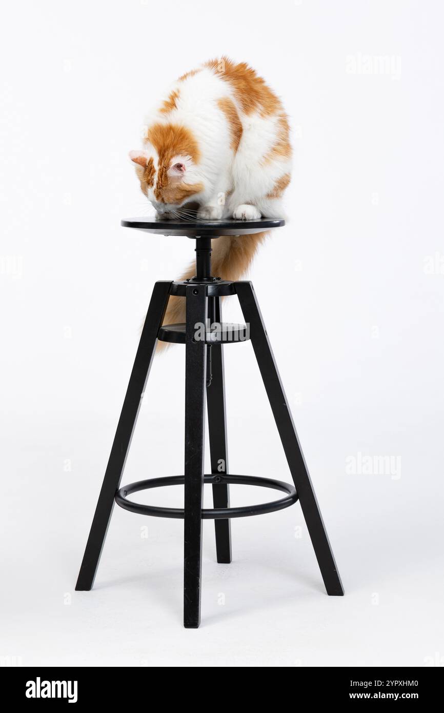 A charming cat perched on a bar stool set against a striking black and ...