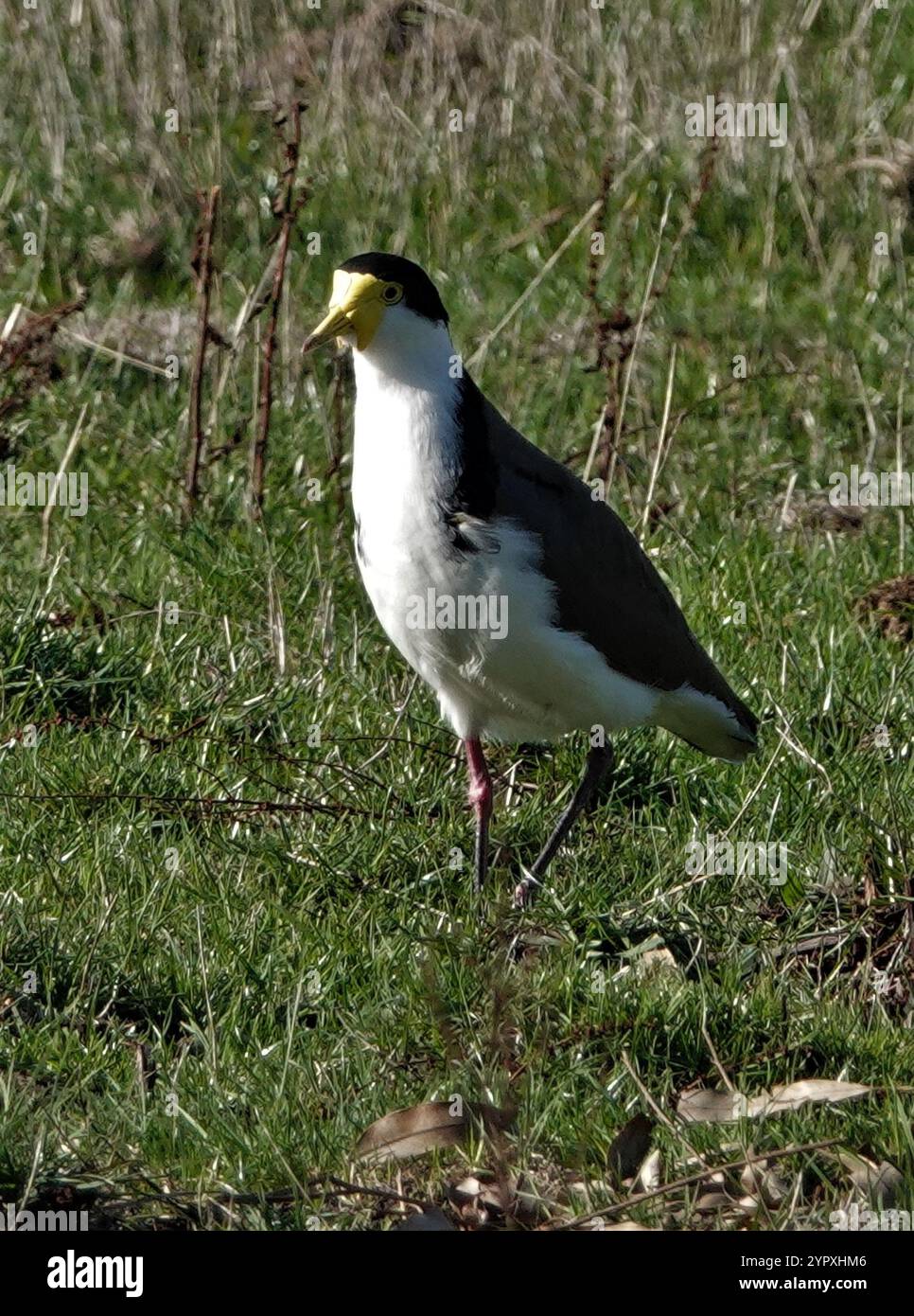 Black-shouldered Masked Lapwing (Vanellus miles novaehollandiae Stock ...