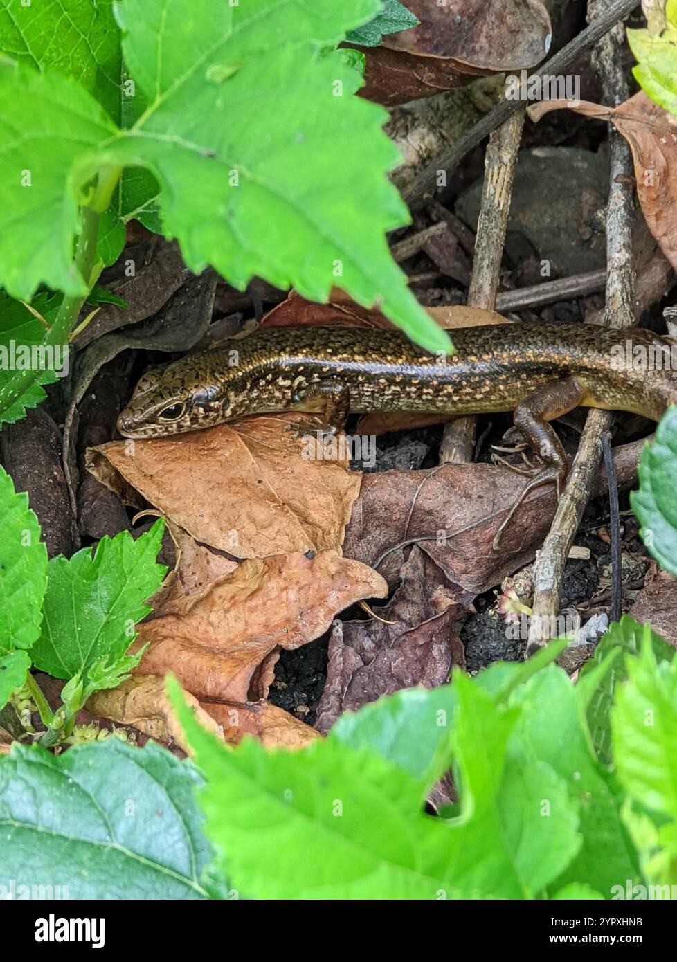 Indian forest skink hi-res stock photography and images - Alamy