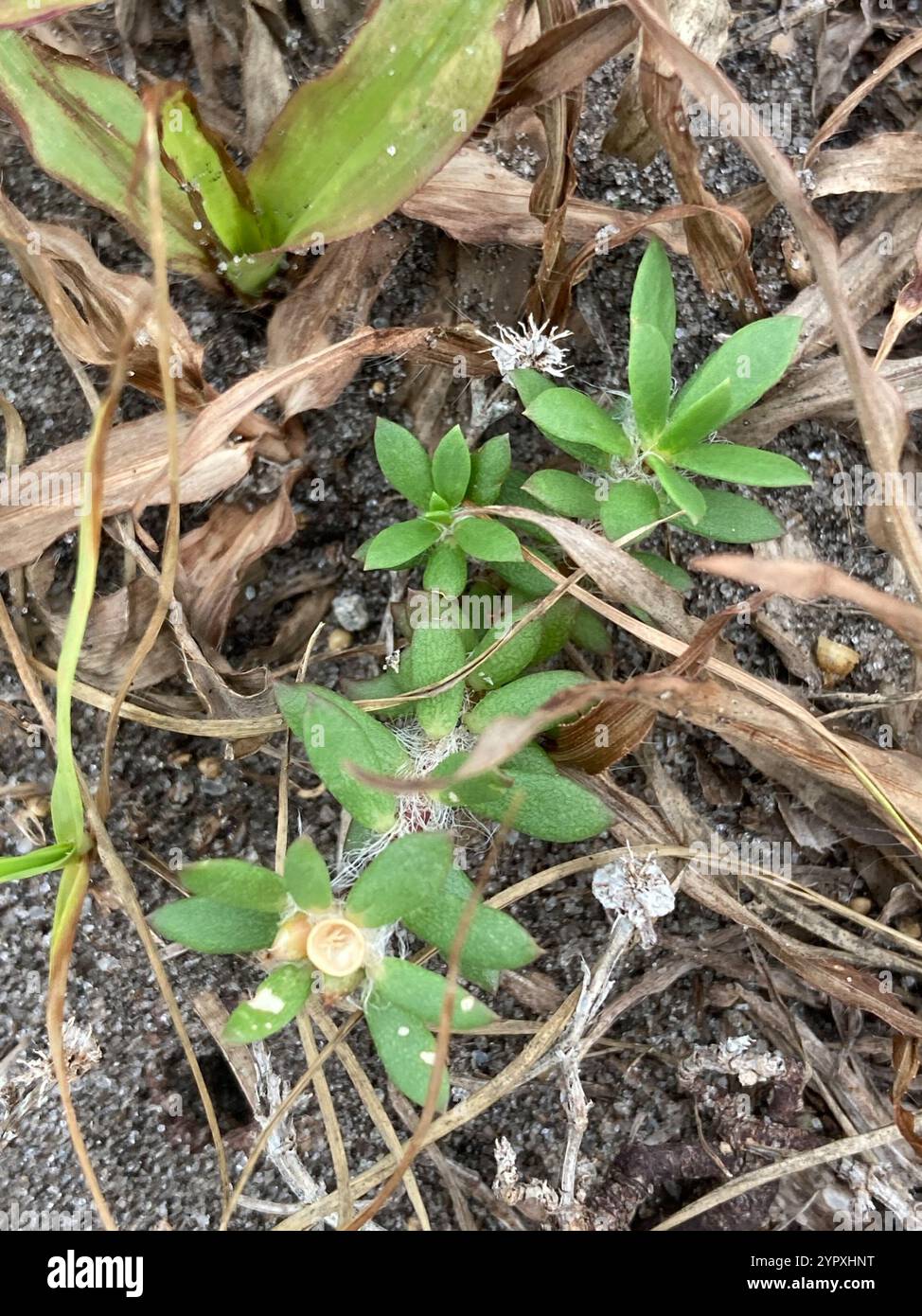 Paraguayan Purslane (Portulaca amilis Stock Photo - Alamy