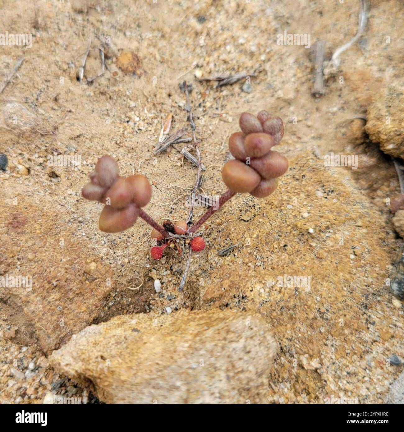 short-leaved liveforever (Dudleya brevifolia Stock Photo - Alamy