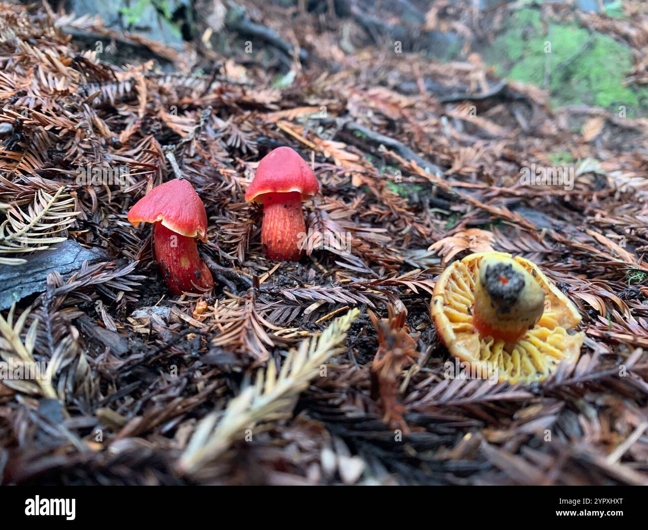 Cherry-Red Waxy Cap (Hygrocybe laetissima Stock Photo - Alamy