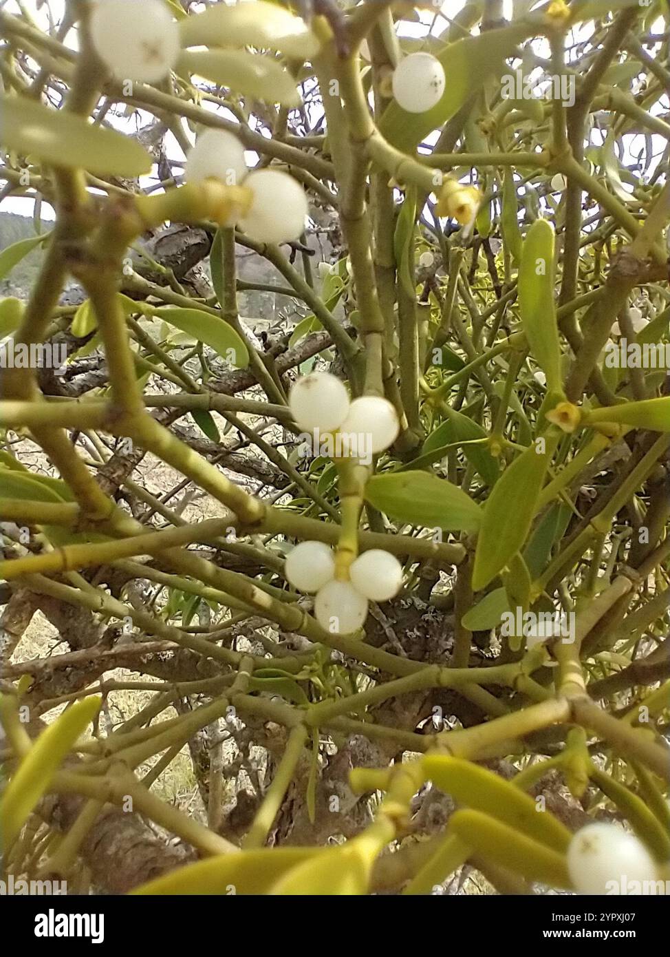 European mistletoe (Viscum album Stock Photo - Alamy