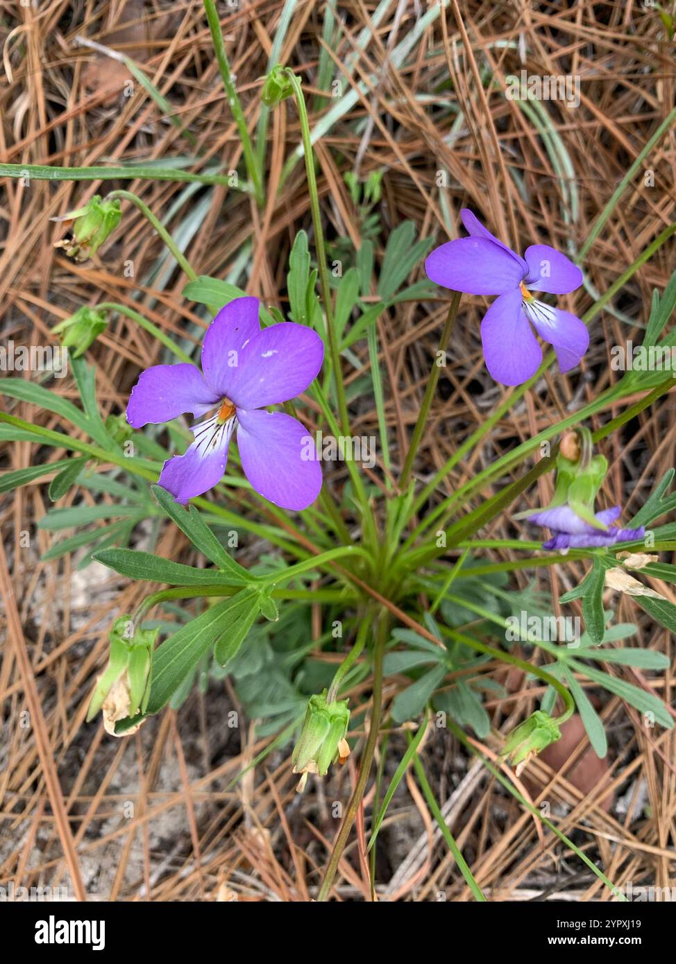 bird's foot violet (Viola pedata Stock Photo - Alamy