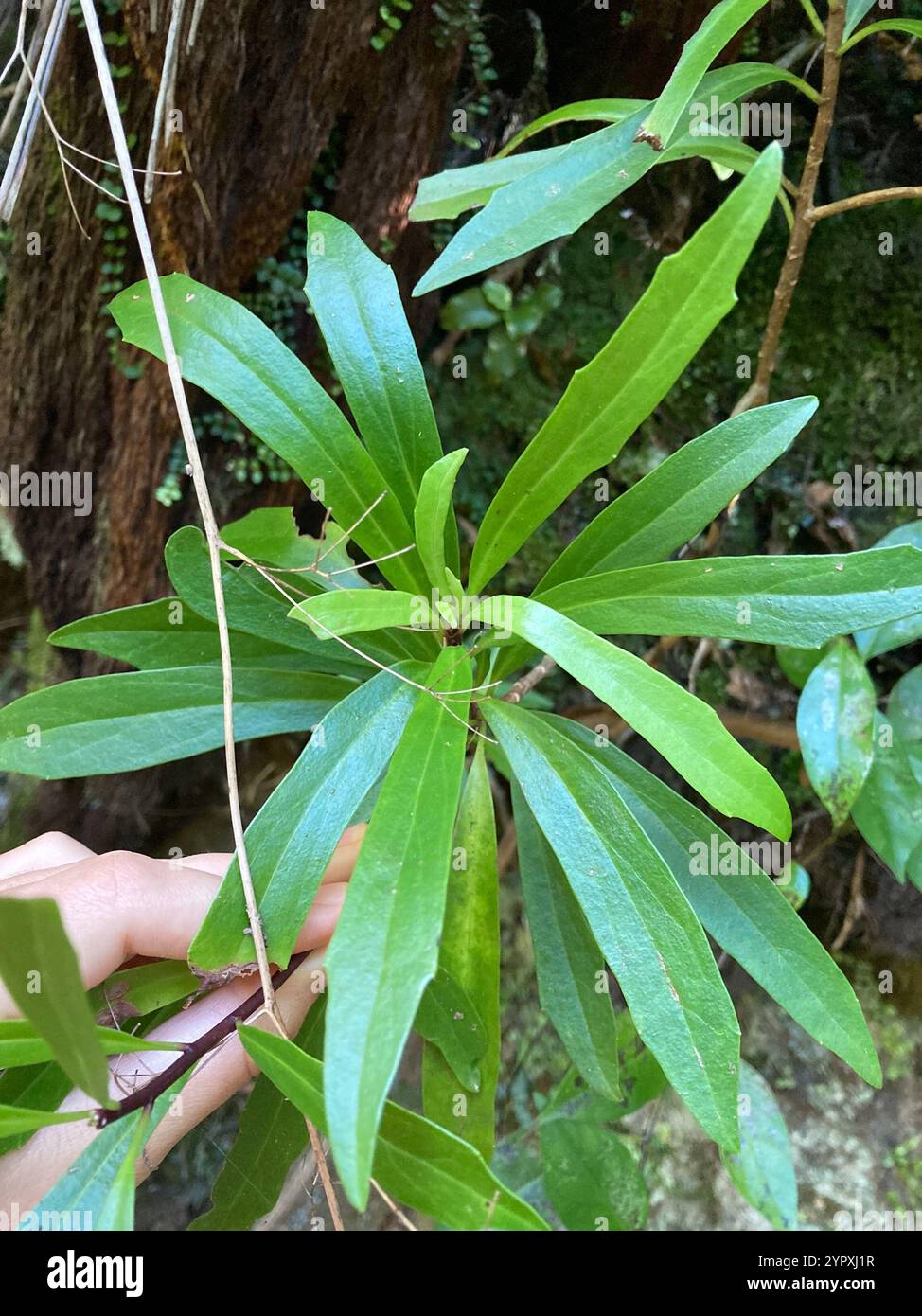 Kirk's tree daisy (Brachyglottis kirkii Stock Photo - Alamy