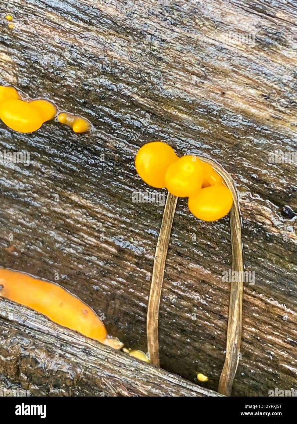 Fan-shaped Jelly Fungus (Dacrymyces spathularia Stock Photo - Alamy