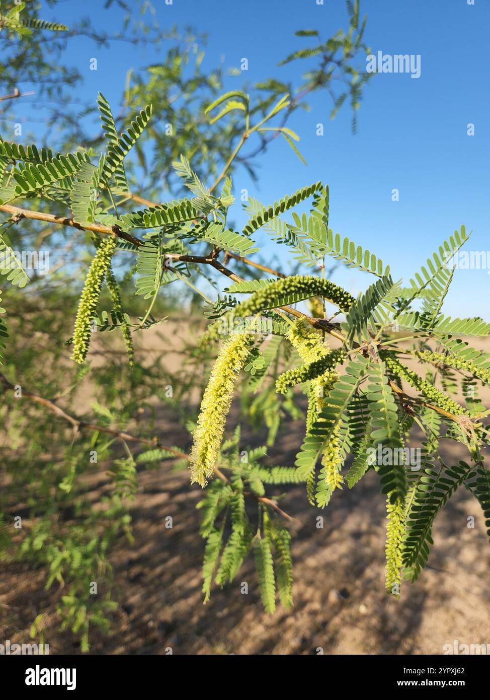 velvet mesquite (Neltuma velutina Stock Photo - Alamy