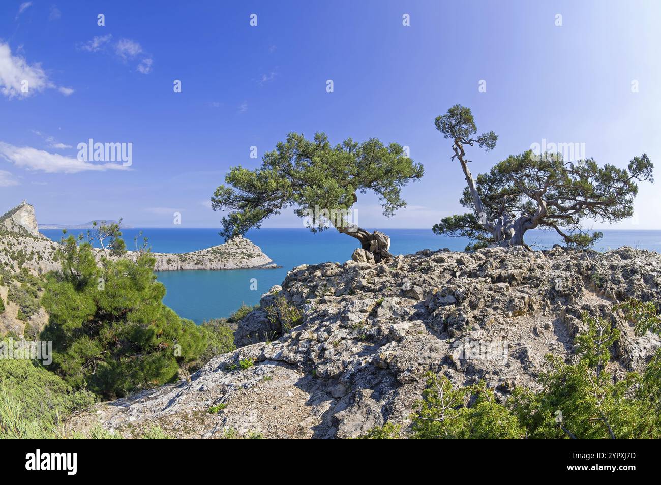 Two old curved relict tree-like juniper (Juniperus excelsa) . on a rock ...
