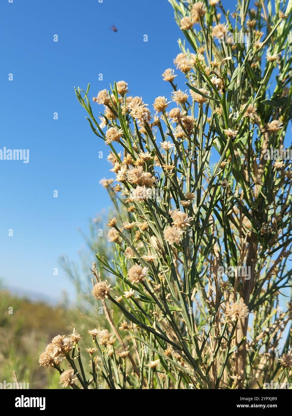 Desert Broom (Baccharis sarothroides Stock Photo - Alamy