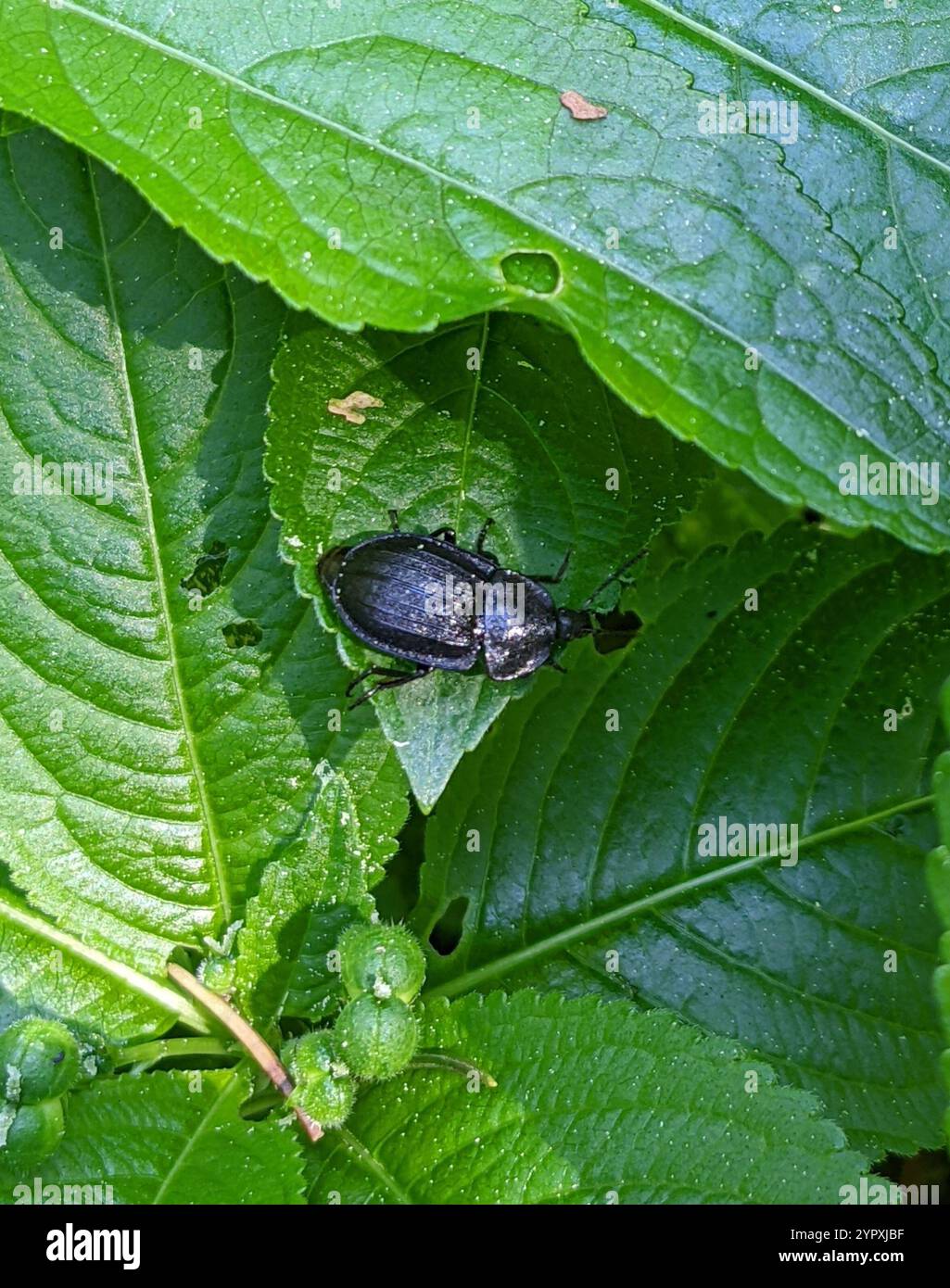 Black snail beetle (Phosphuga atrata Stock Photo - Alamy