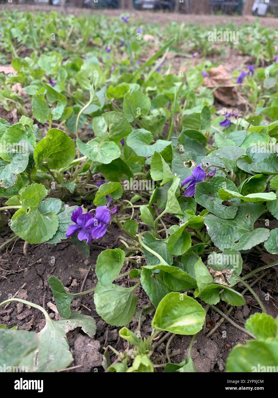 Sweet violet (Viola odorata Stock Photo - Alamy