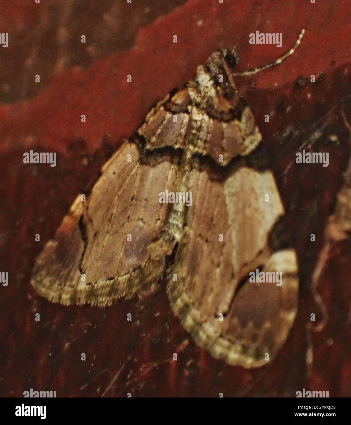 The Streamer (Anticlea derivata Stock Photo - Alamy