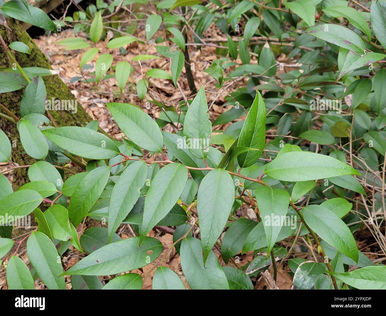 mountain doghobble (Leucothoe fontanesiana Stock Photo - Alamy