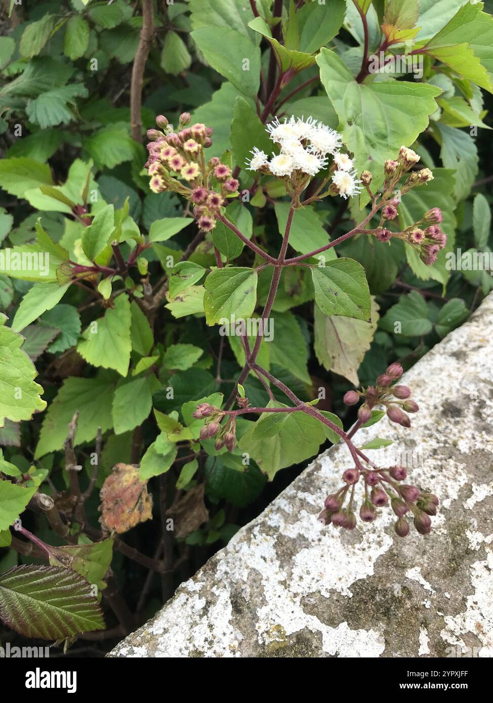 Crofton Weed (Ageratina adenophora Stock Photo - Alamy