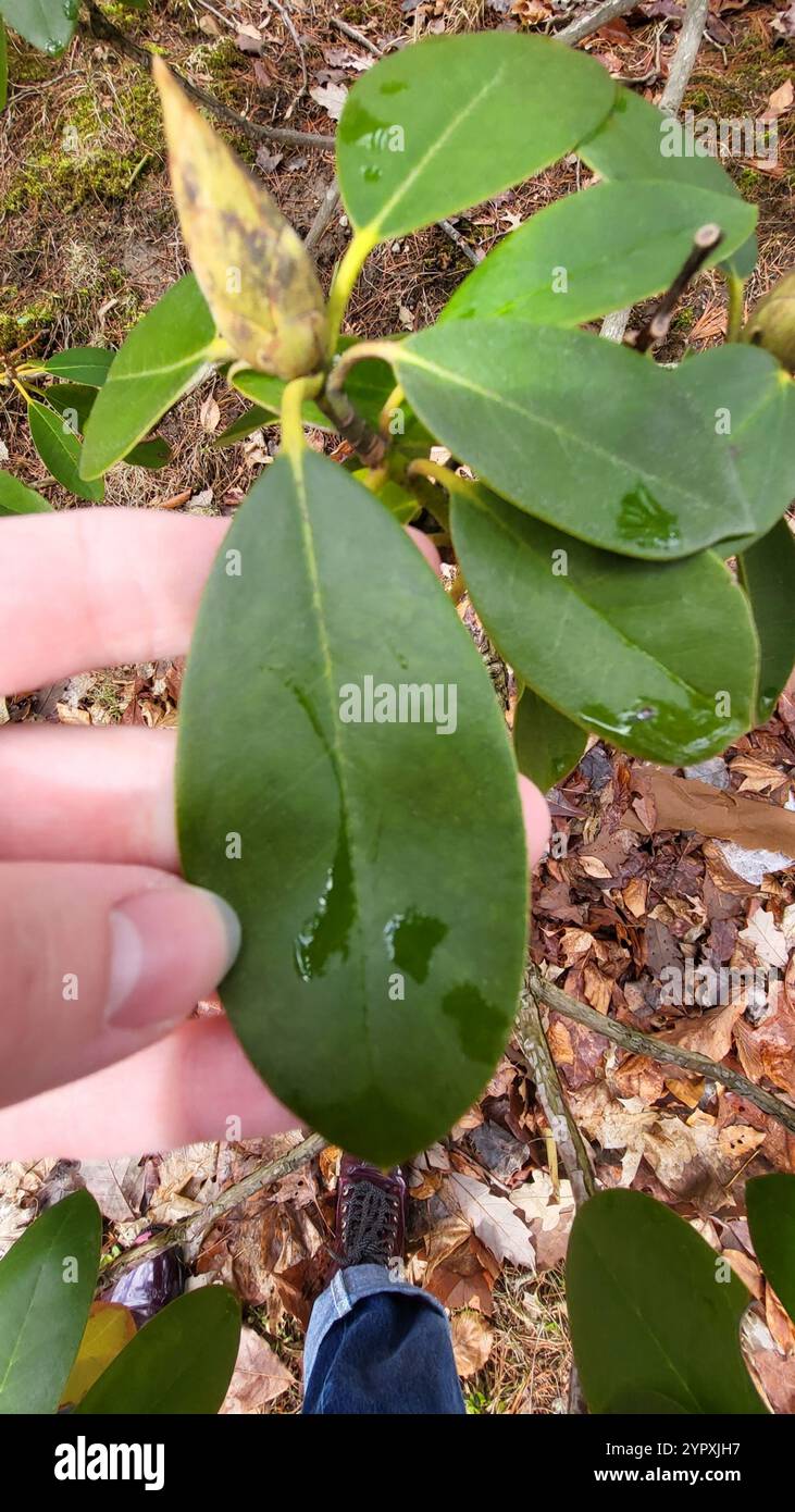 Common Rhododendron (Rhododendron ponticum Stock Photo - Alamy