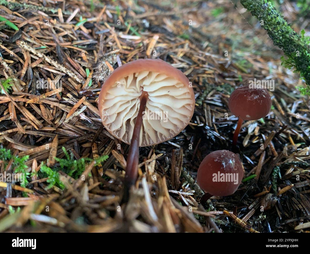 red pinwheel (Marasmius plicatulus Stock Photo - Alamy