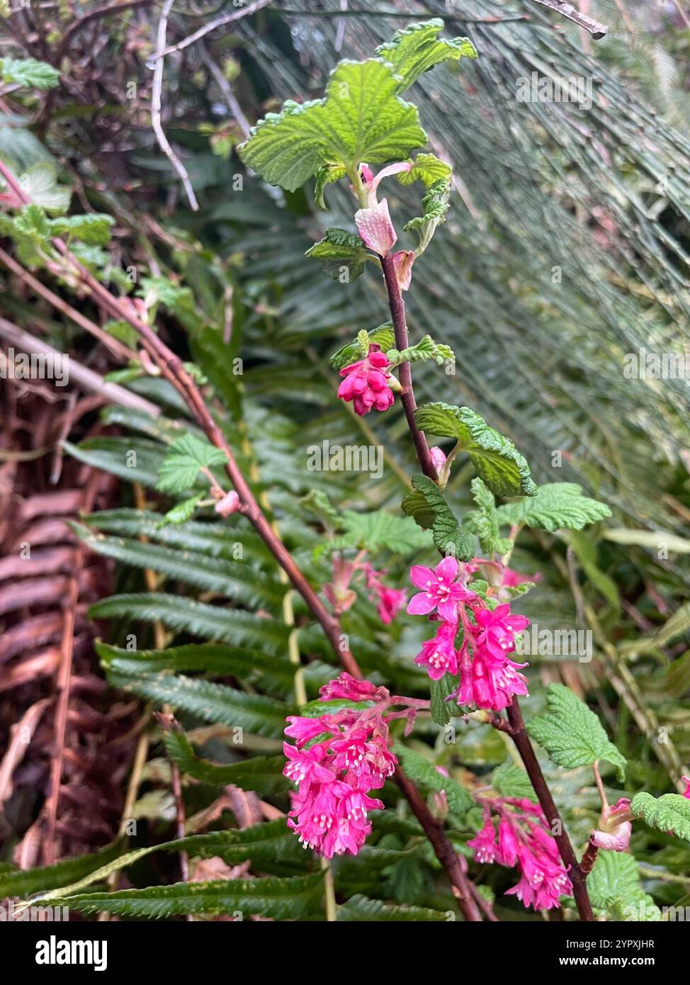Red-flowering Currant (Ribes sanguineum Stock Photo - Alamy