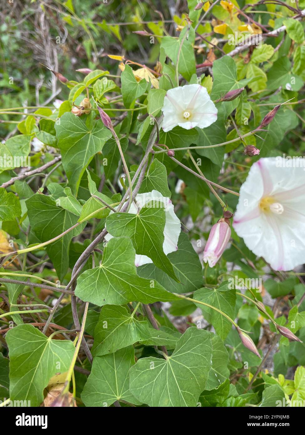 Pacific False Bindweed (Calystegia purpurata Stock Photo - Alamy