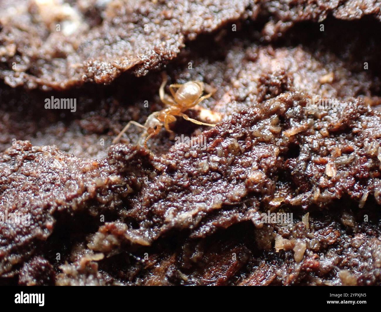 Citronella Ants, Fuzzy Ants, and Allies (Lasius Stock Photo - Alamy