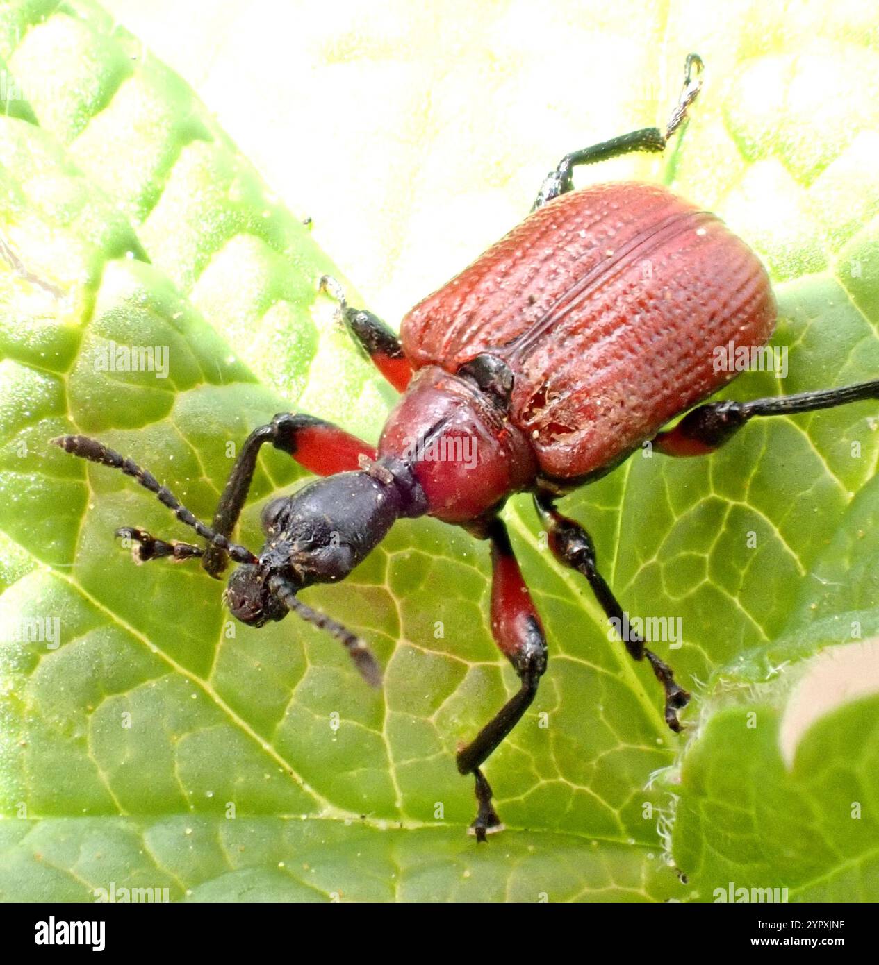Hazel leaf-roller weevil (Apoderus coryli Stock Photo - Alamy