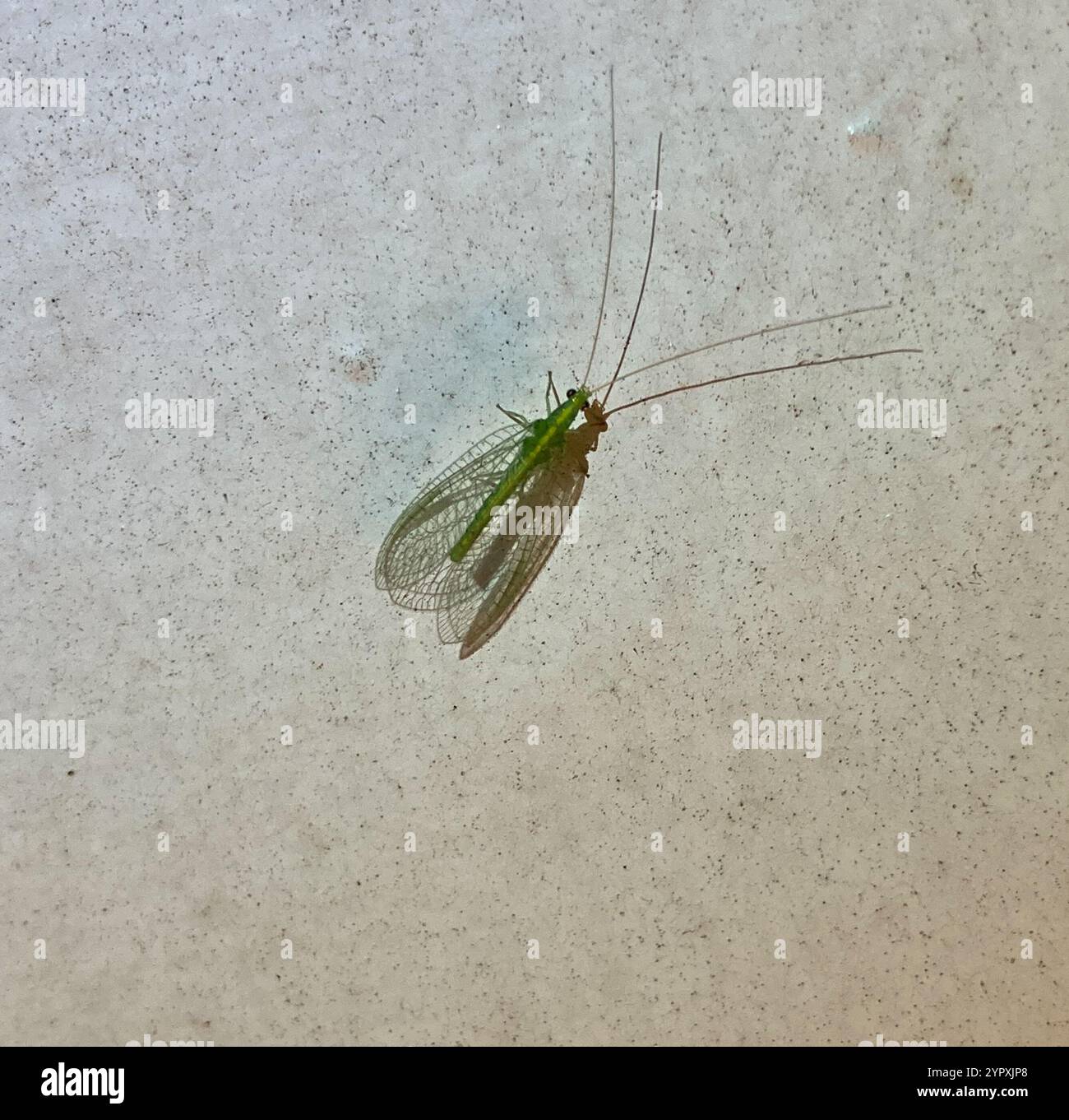 Mallada hi-res stock photography and images - Alamy