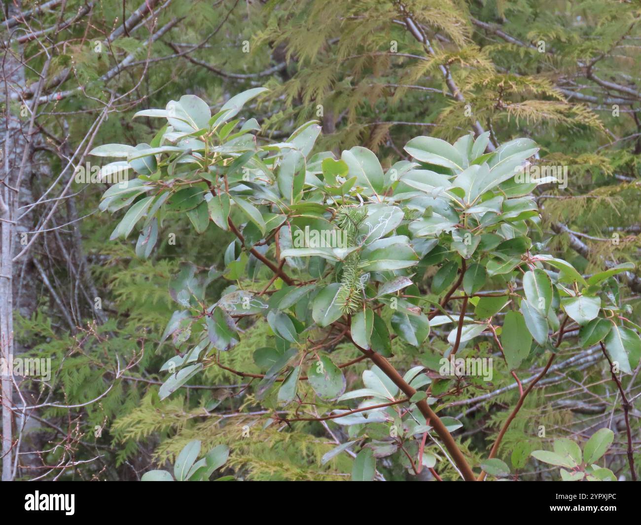 Pacific madrone (Arbutus menziesii Stock Photo - Alamy
