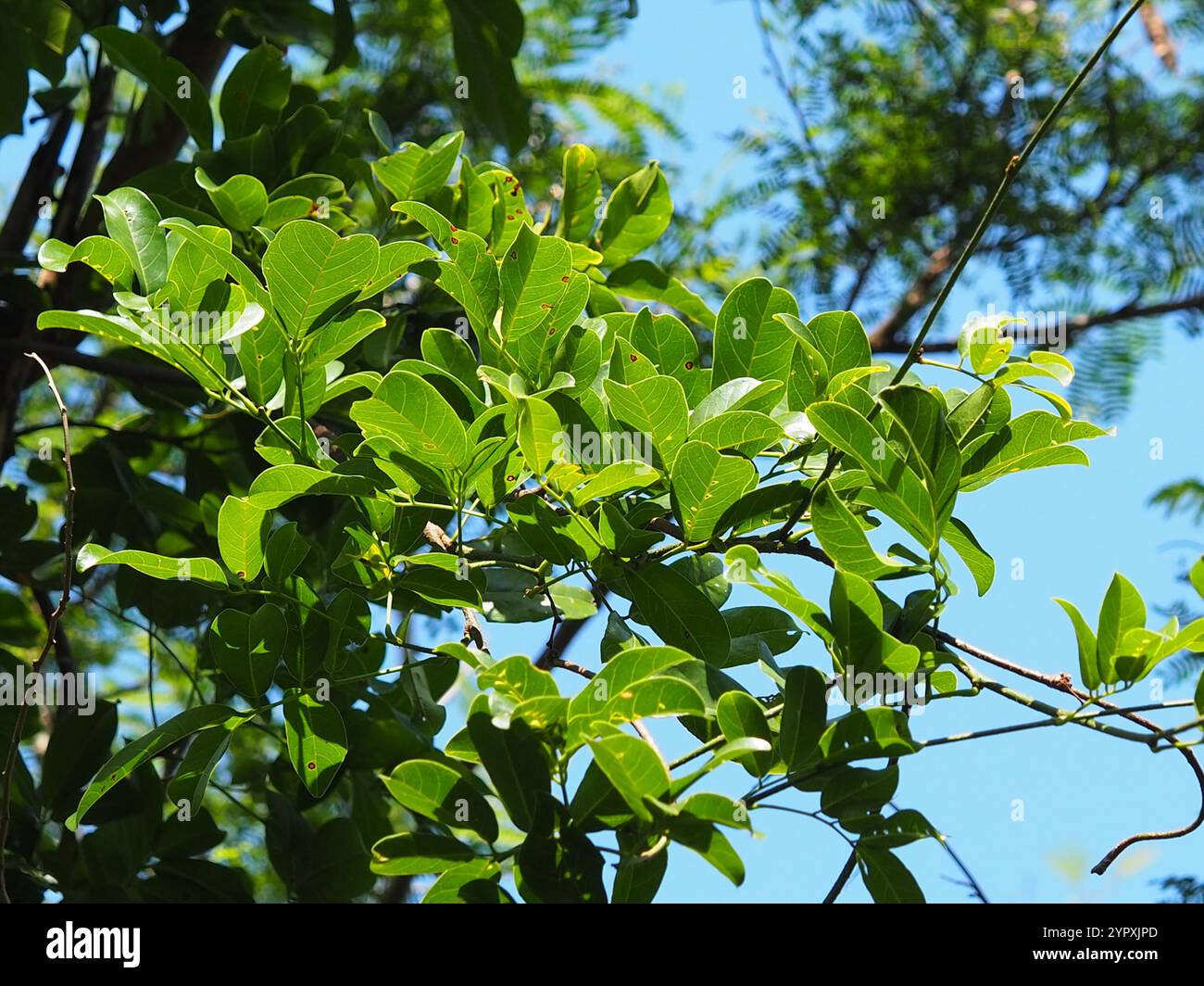 Evergreen Wisteria (Wisteriopsis reticulata Stock Photo - Alamy