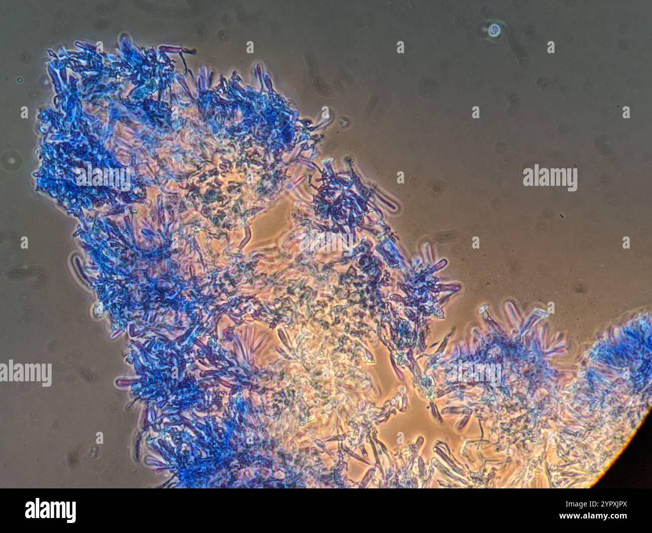 Orbilia hi-res stock photography and images - Alamy