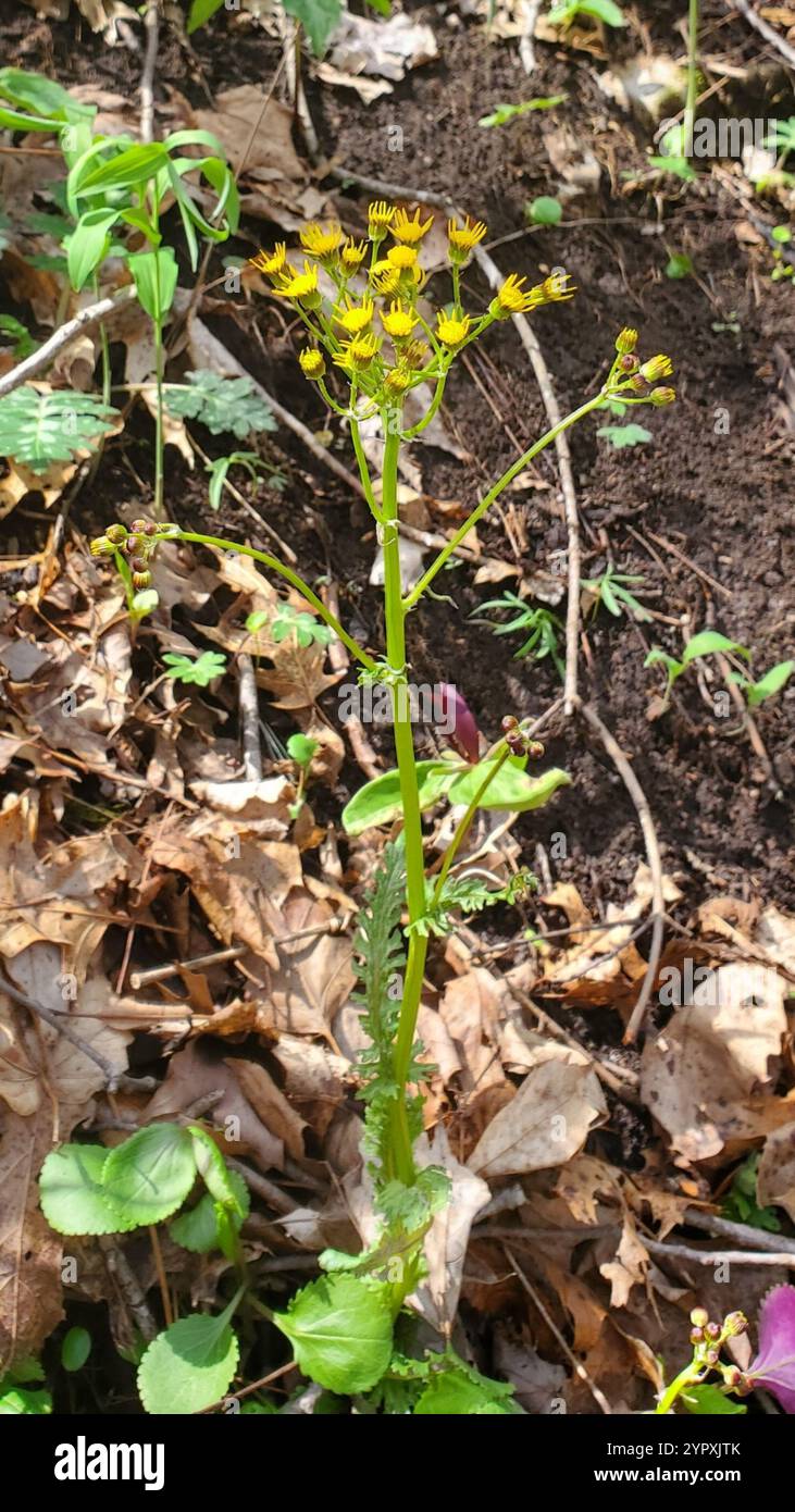 roundleaf ragwort (Packera obovata Stock Photo - Alamy