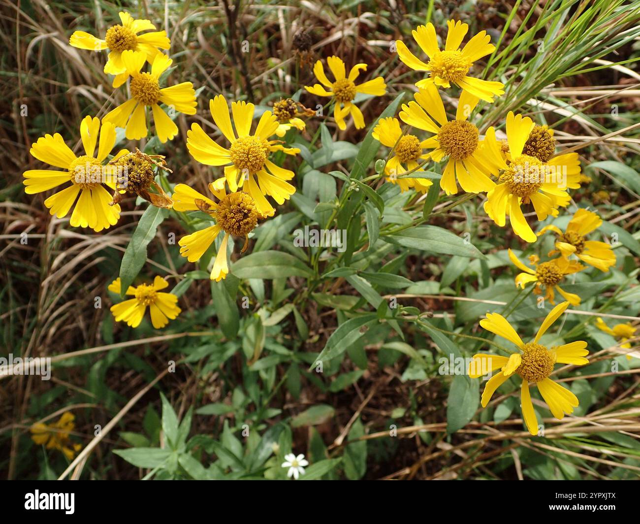 common sneezeweed (Helenium autumnale Stock Photo - Alamy