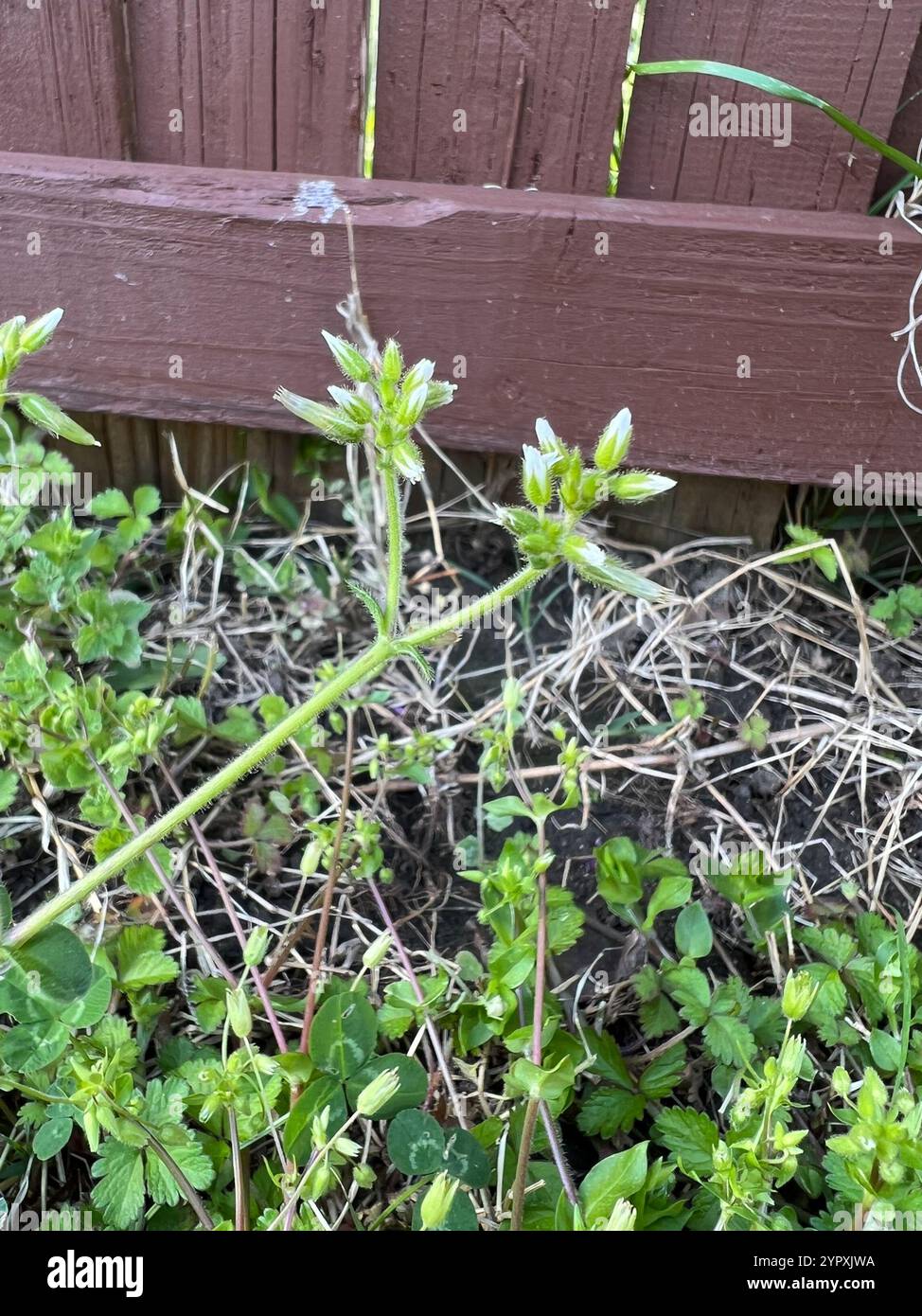 Sticky mouse-ear chickweed (Cerastium glomeratum Stock Photo - Alamy