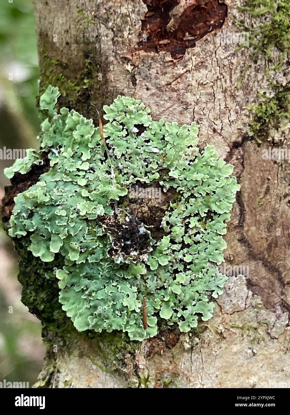 common lichens (Lecanoromycetes Stock Photo - Alamy