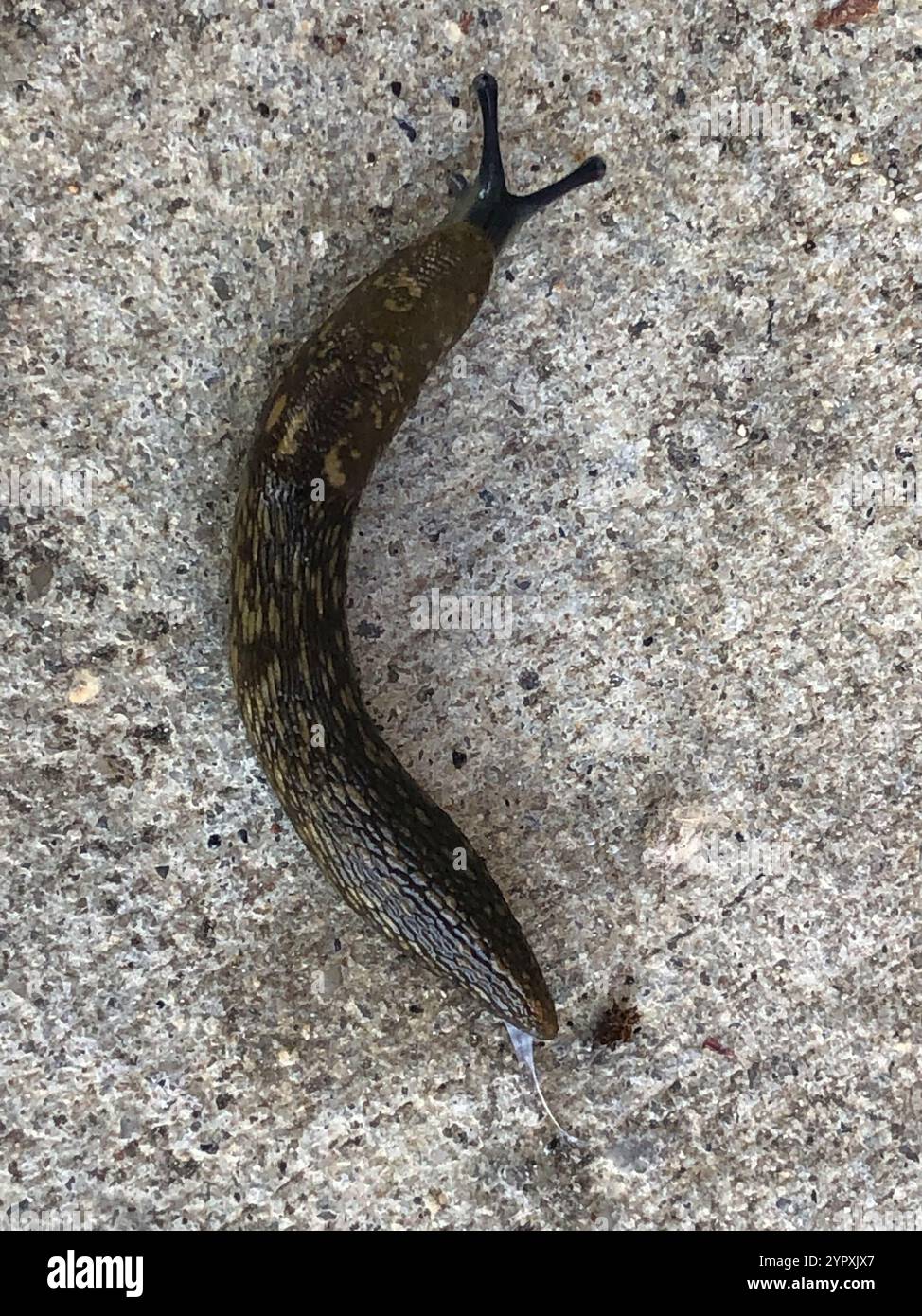 Cellar Slugs (Limacus Stock Photo - Alamy
