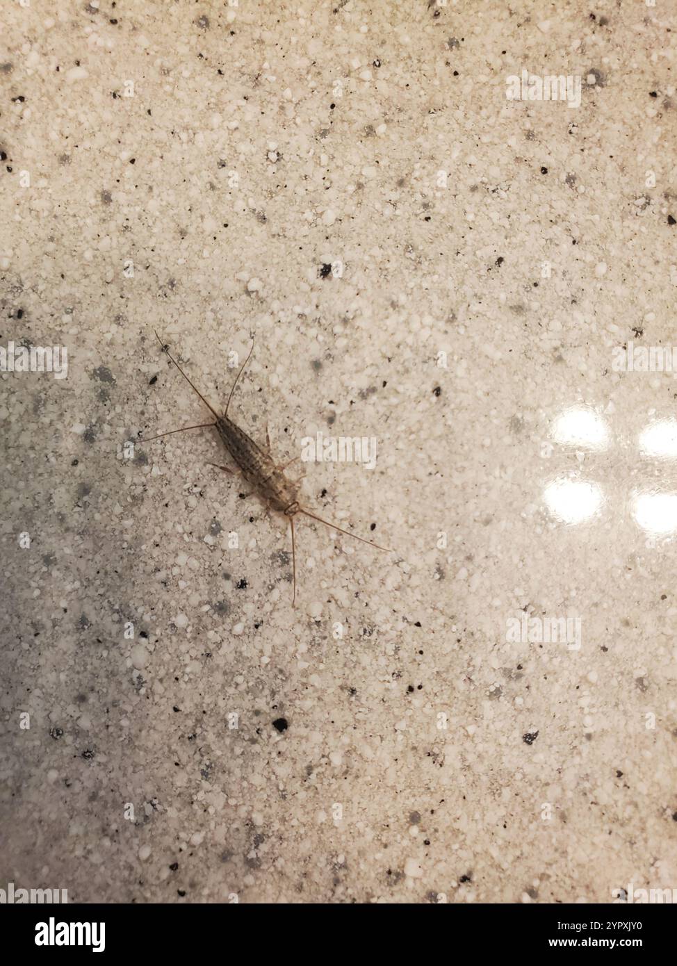 Ctenolepisma lineatum hi-res stock photography and images - Alamy