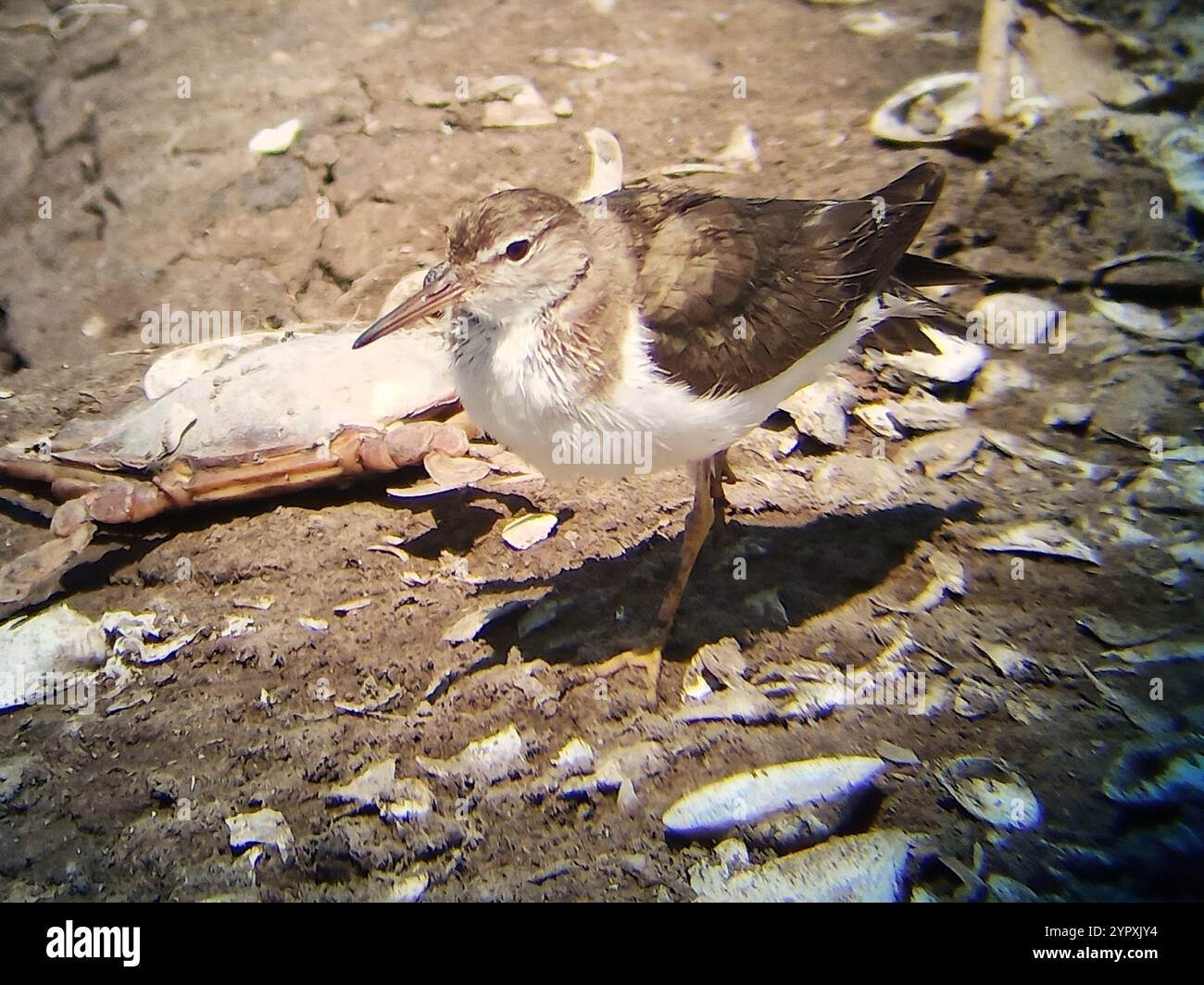 Spotted Sandpiper (Actitis macularius Stock Photo - Alamy