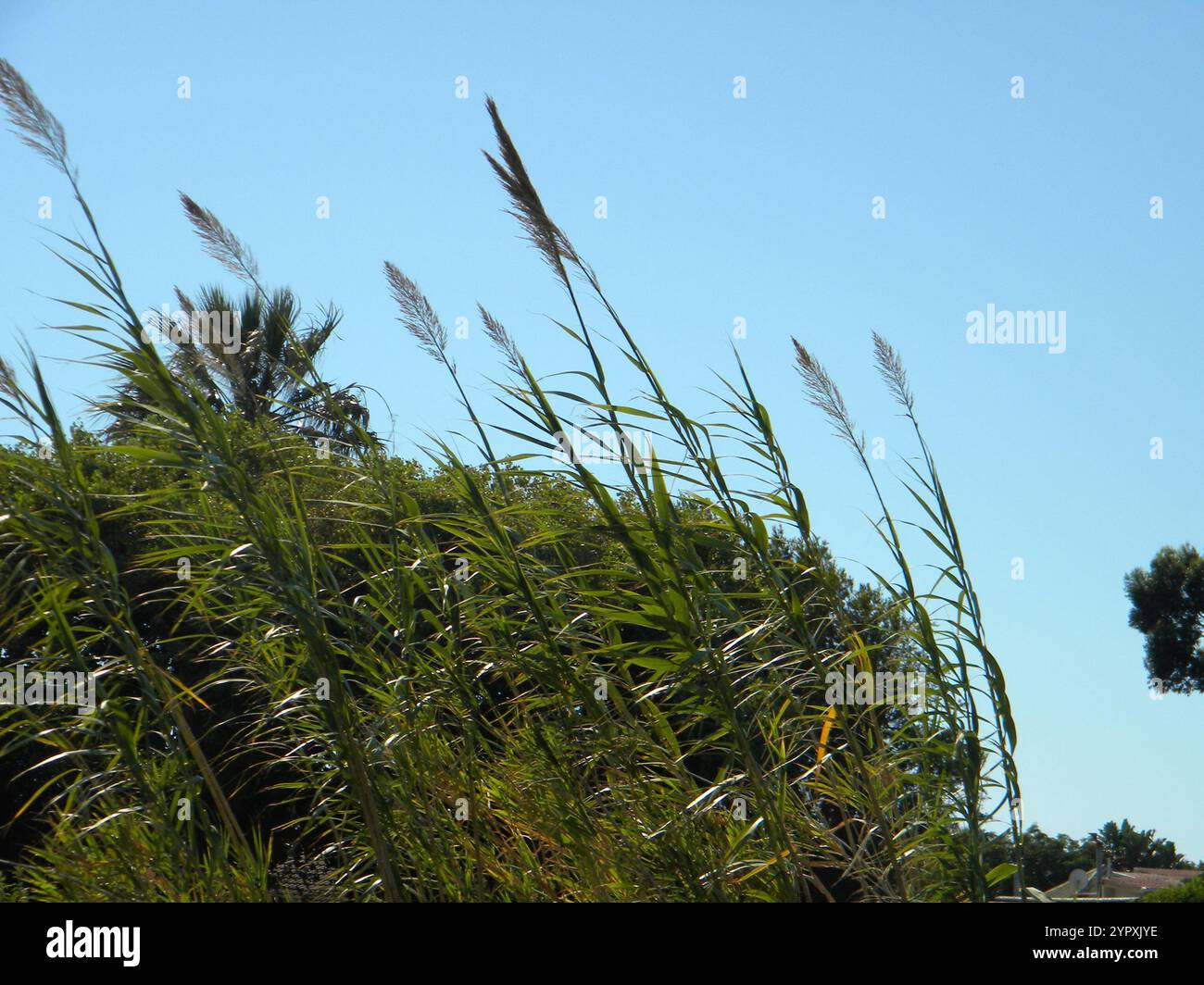 giant reed (Arundo donax Stock Photo - Alamy