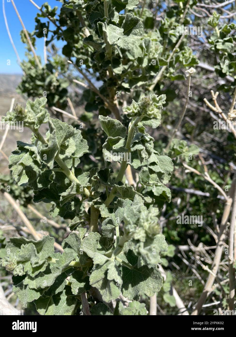 Tehachapi bushmallow (Malacothamnus orbiculatus Stock Photo - Alamy