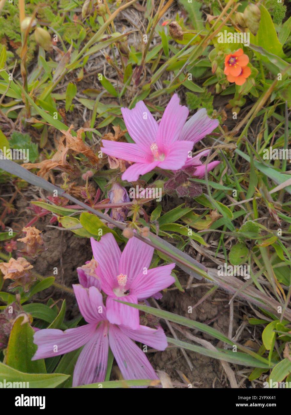 checkerbloom (Sidalcea malviflora Stock Photo - Alamy