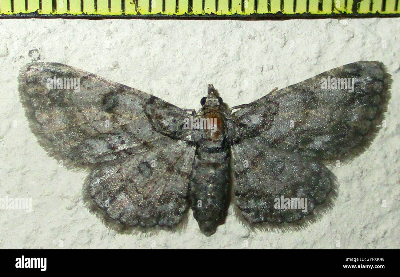 Geometer Moths (Geometridae Stock Photo - Alamy