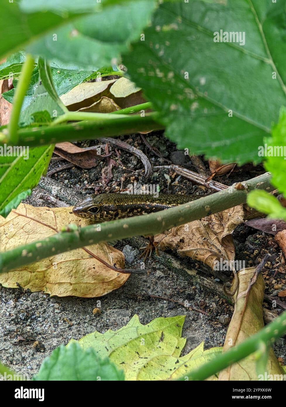 Indian Forest Skink (Sphenomorphus indicus Stock Photo - Alamy