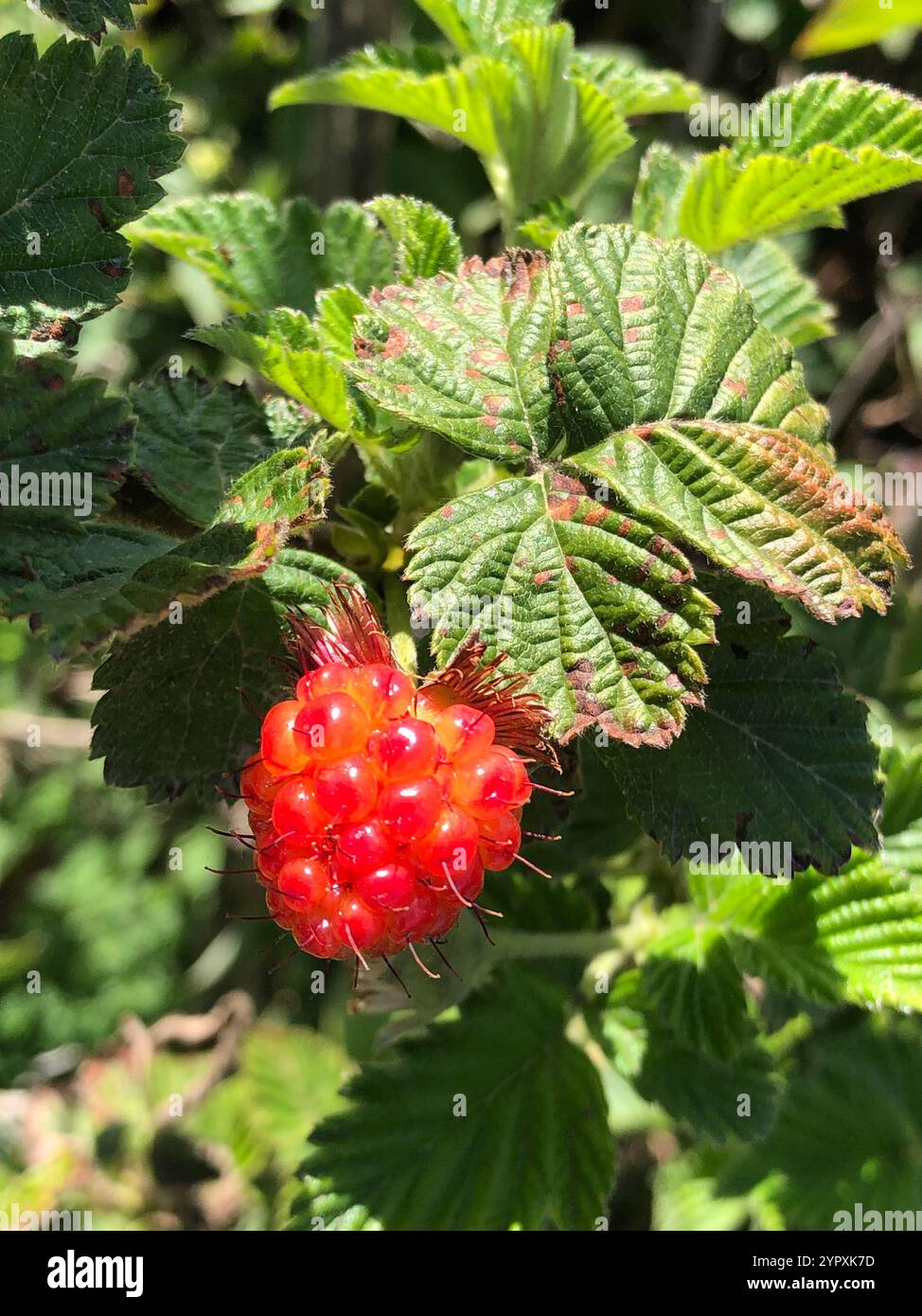 Salmonberry (Rubus spectabilis Stock Photo - Alamy