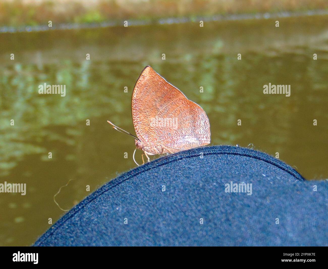 Flamingo Leafwing (Fountainea ryphea Stock Photo - Alamy
