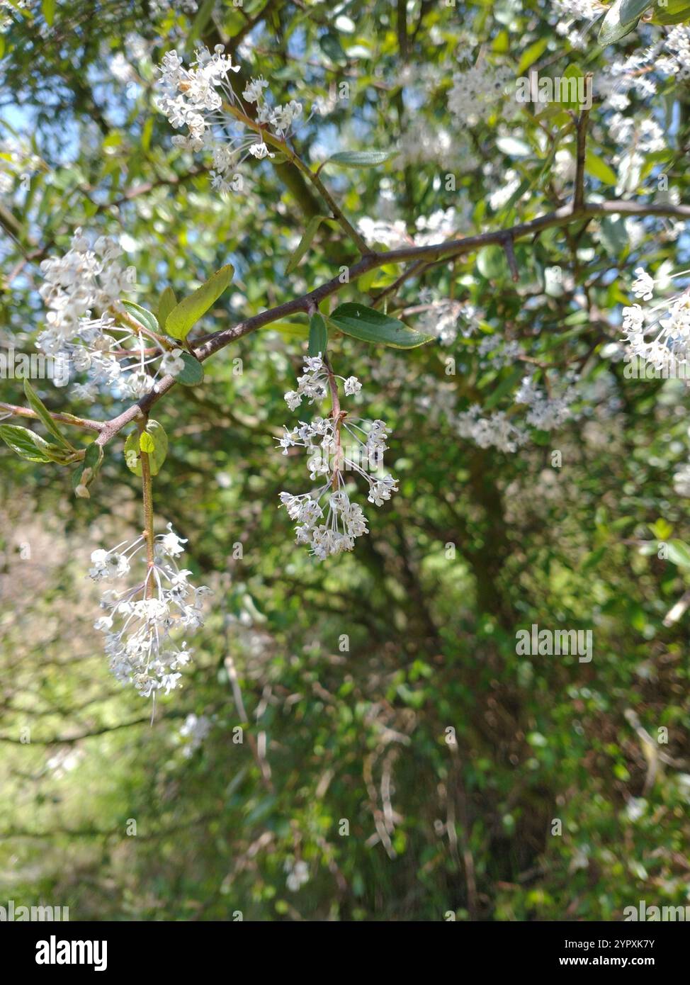 Deerbrush hi-res stock photography and images - Alamy