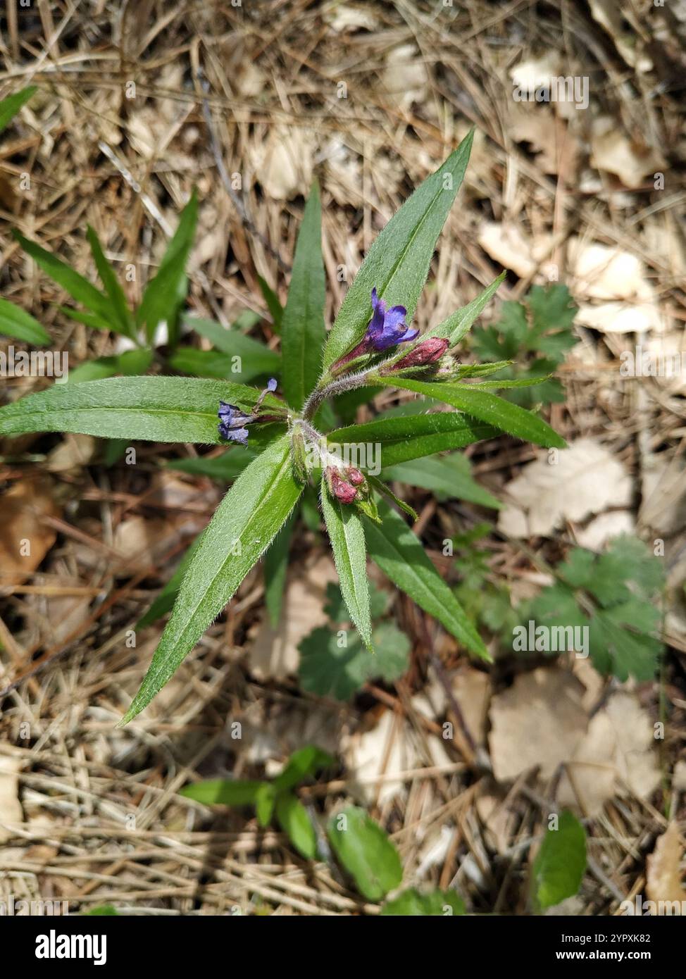 Purple gromwell aegonychon purpurocaeruleum hi-res stock photography ...