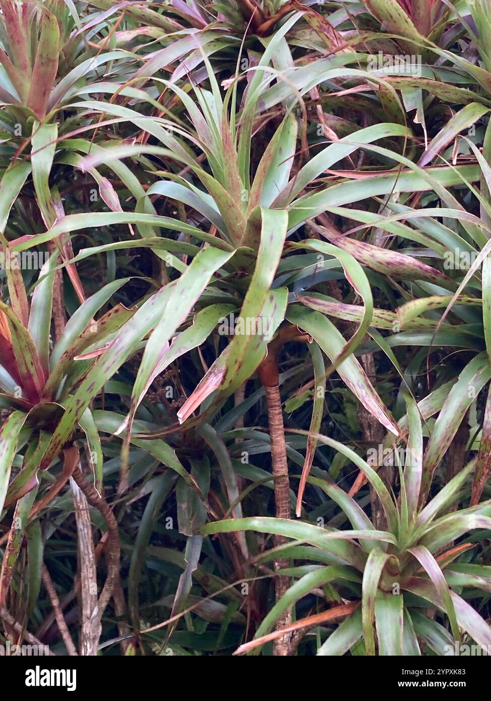 mountain neinei (Dracophyllum traversii Stock Photo - Alamy