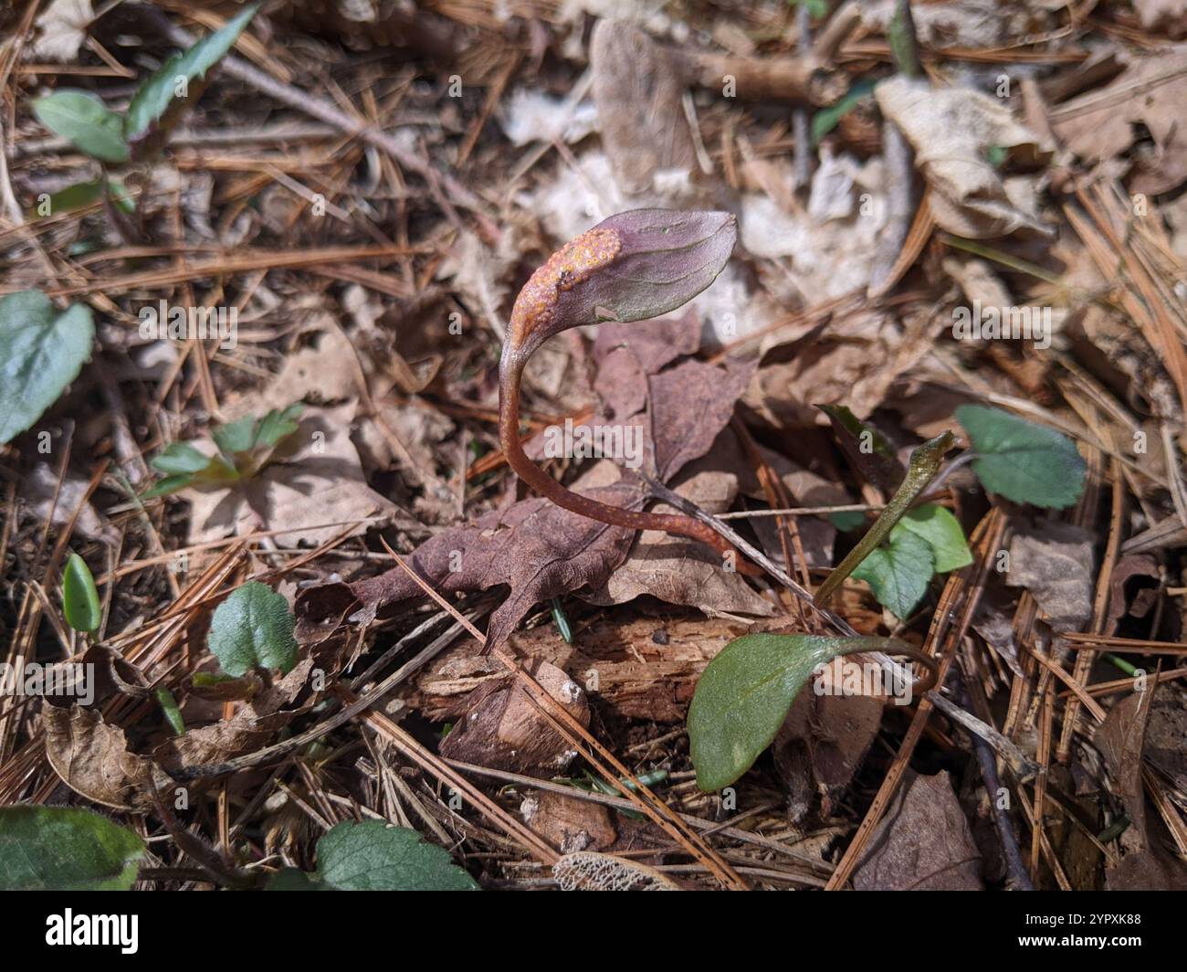 spring beauty rust (Puccinia mariae-wilsoniae Stock Photo - Alamy