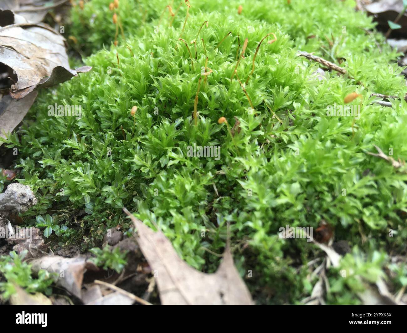 Thyme and Allied Mosses (Plagiomnium Stock Photo - Alamy