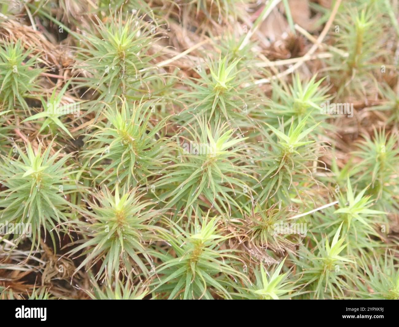 Common Haircap Moss (Polytrichum commune Stock Photo - Alamy