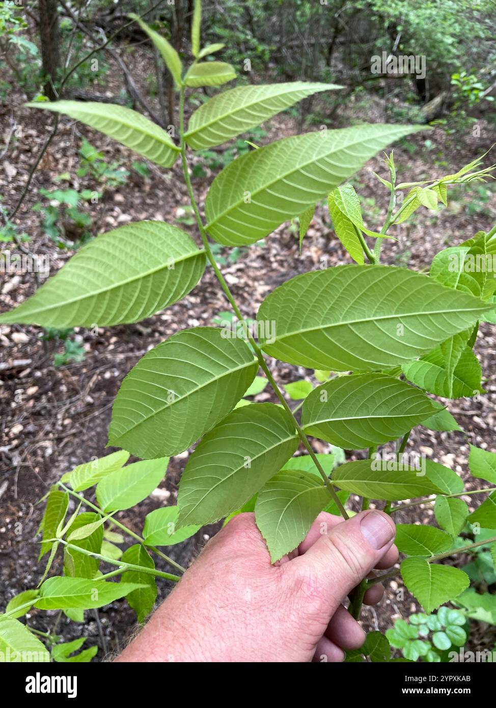 Arizona black walnut (Juglans major Stock Photo - Alamy