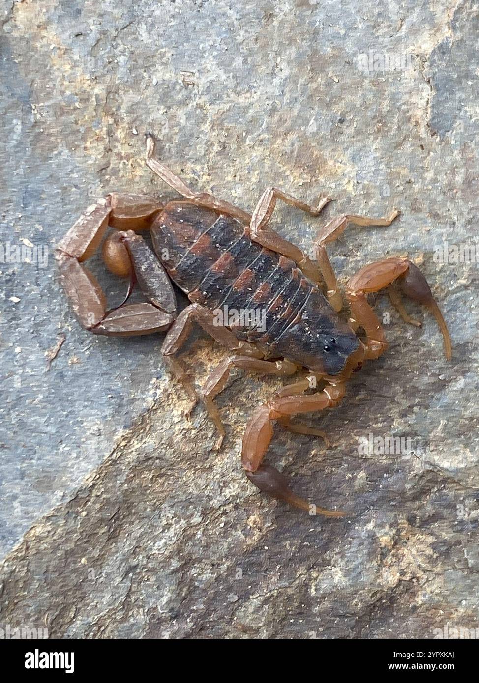 Striped bark scorpion centruroides vittatus hi-res stock photography ...